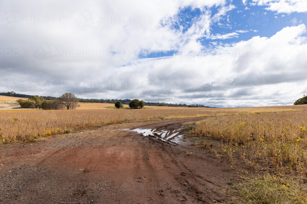Image of muddy driveway on a farm - Austockphoto