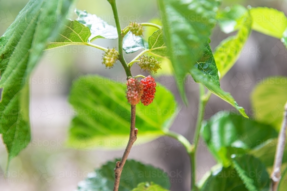 Image of Mulberries - Austockphoto