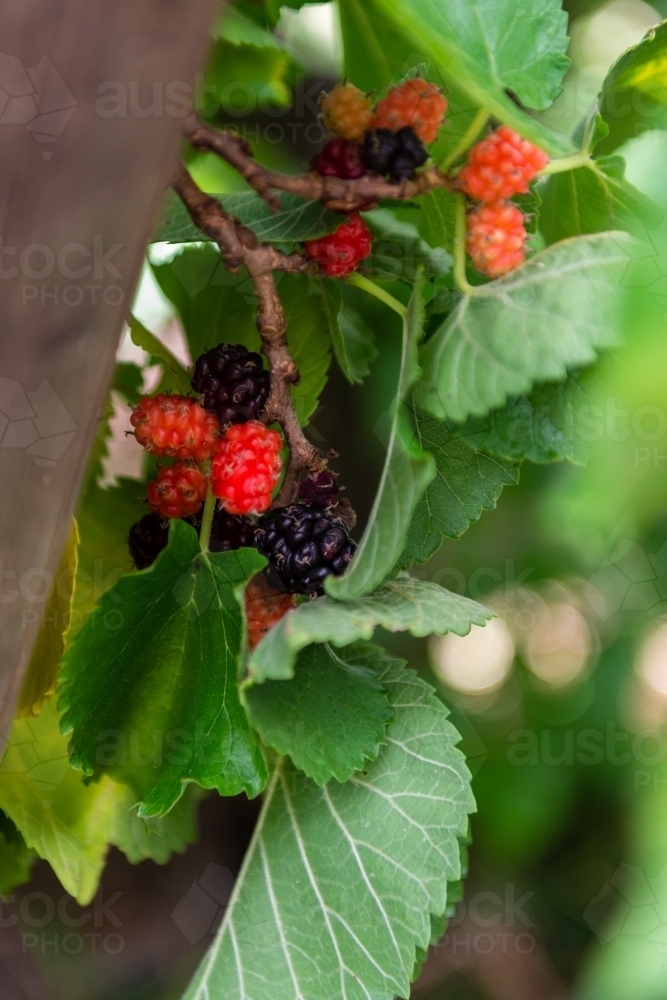 Image of mulberries fruiting in summer - Austockphoto
