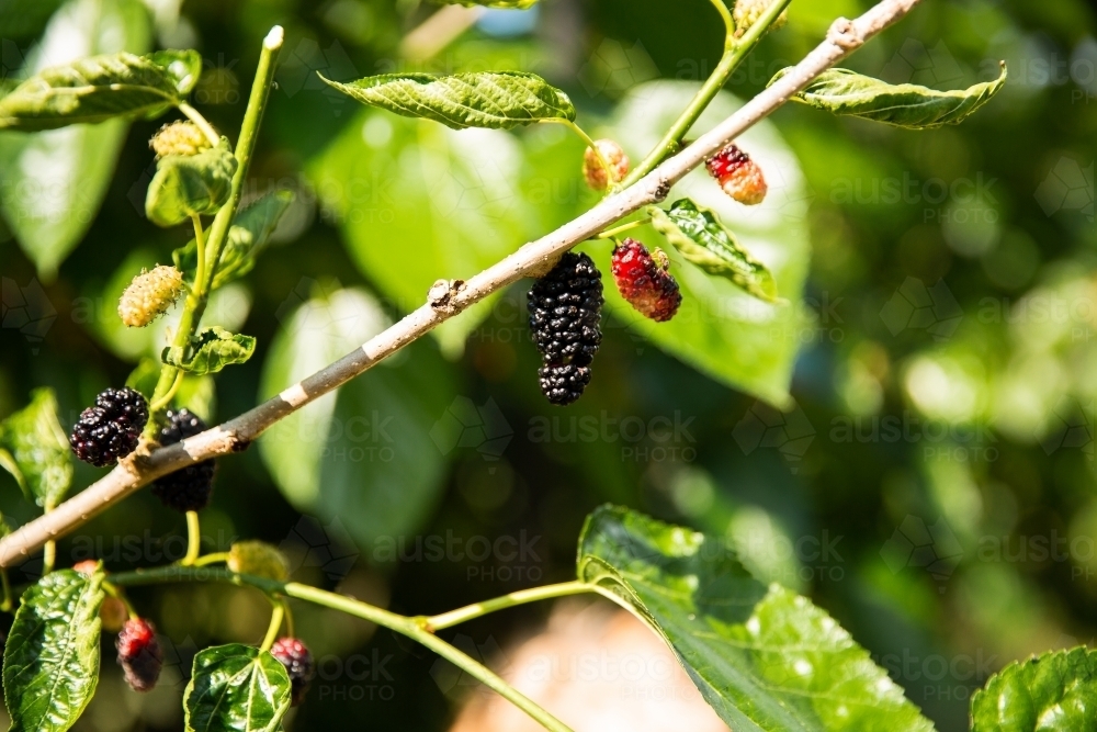Image of mulberries growing on a mulberry bush - Austockphoto