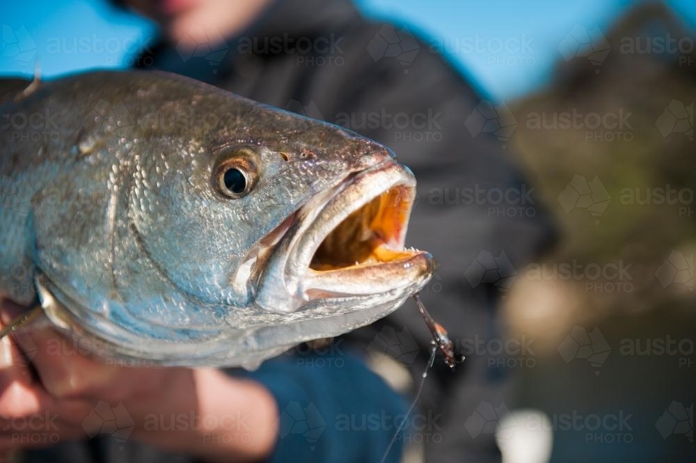 Image of Mulloway head after being caught on artificial lure - Austockphoto