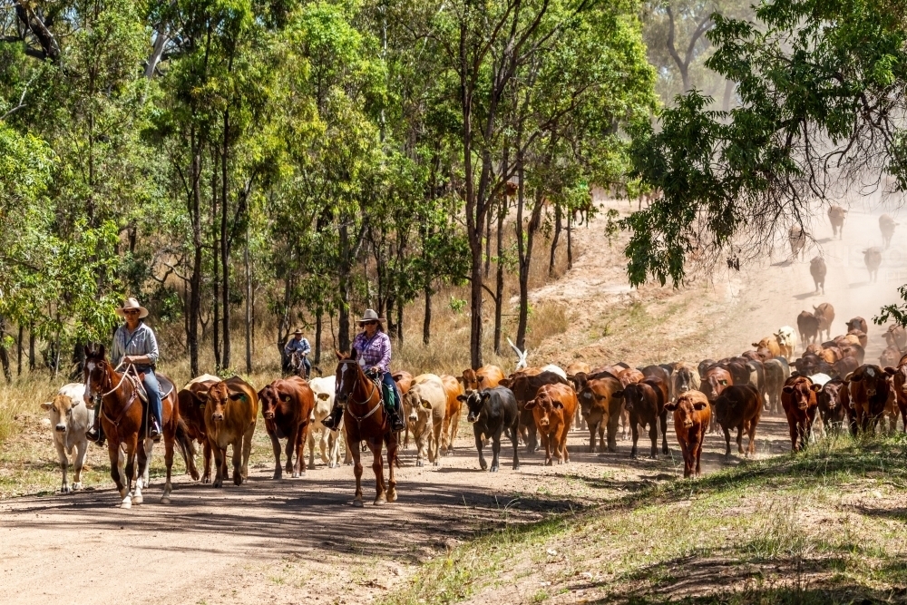 Image of Mustering a mob of cattle along a dirt road in outback ...