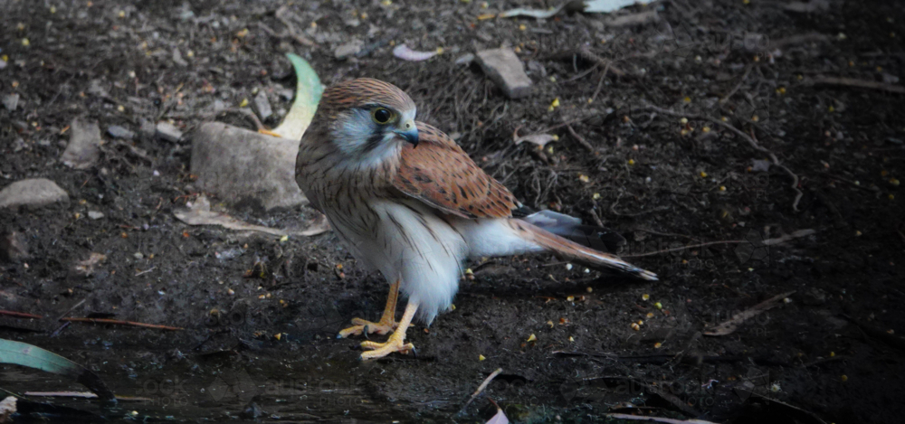 Image of Nankeen Kestrel - Austockphoto