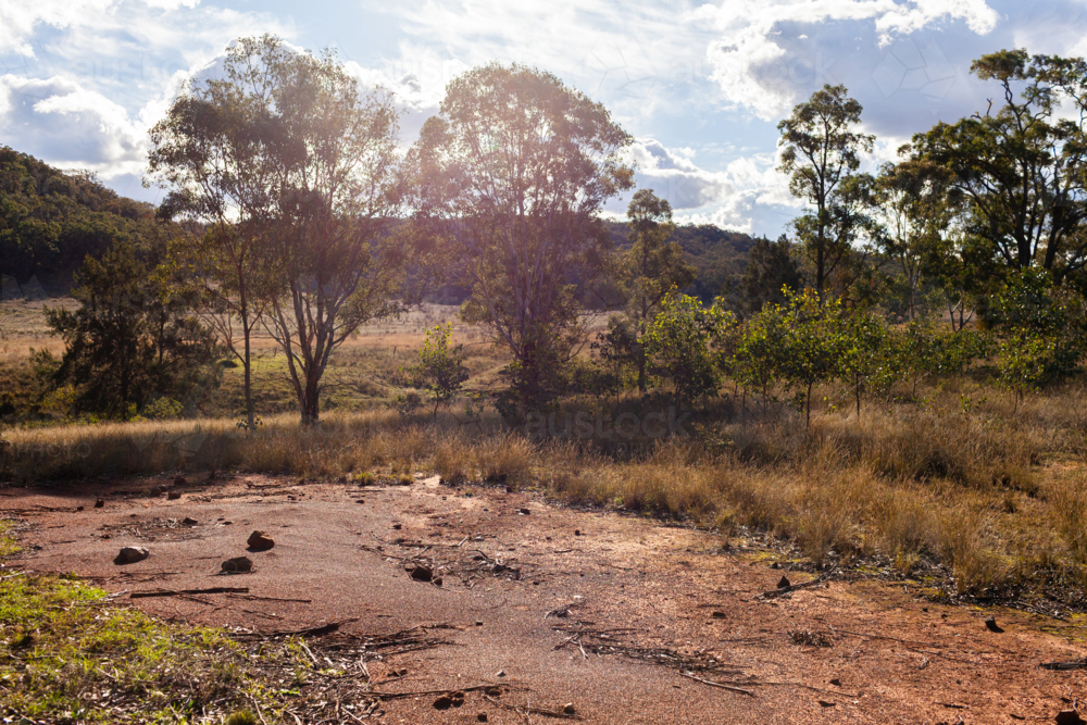 Image of native Australian bushland with barbed anthill in paddock ...