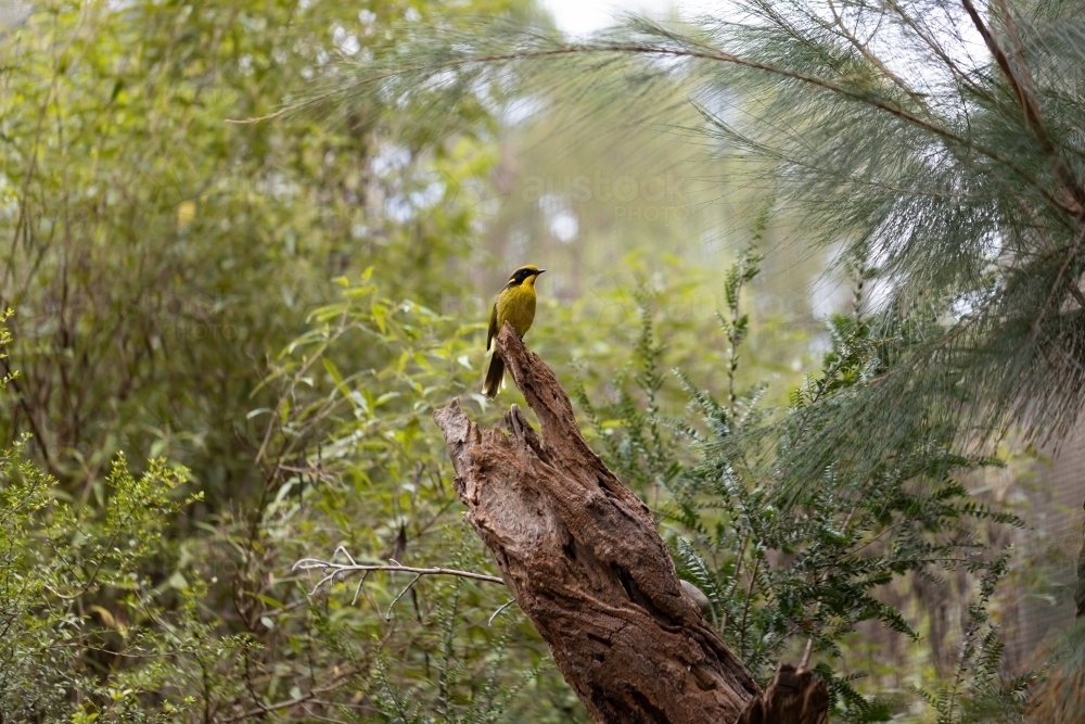 Image of Native Australian critically endangered helmeted honeyeater ...