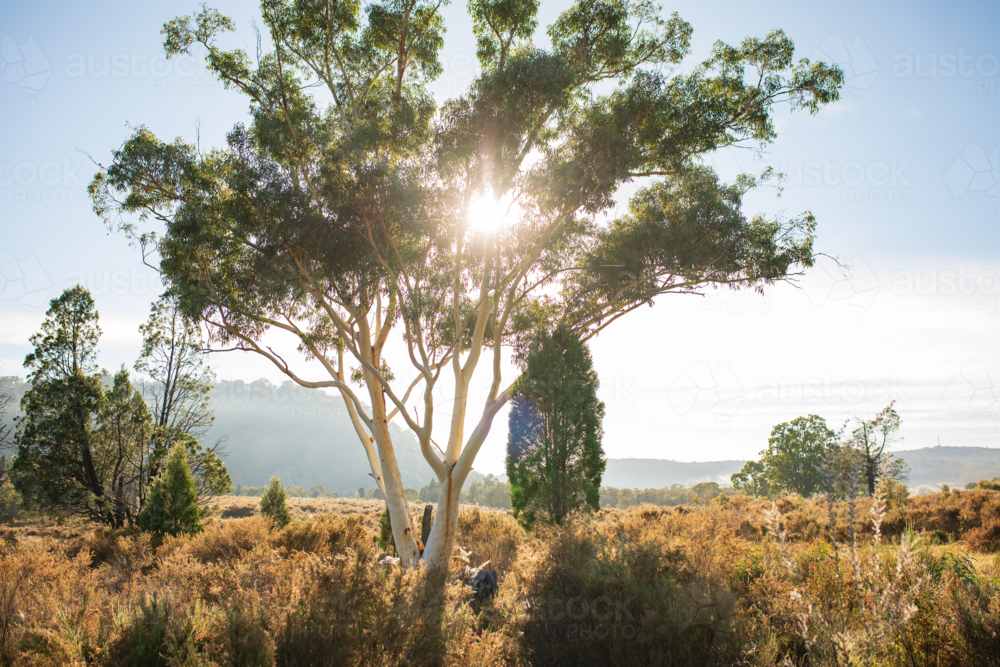 Image of Native Australian ghost gum with white trunk in rural New ...