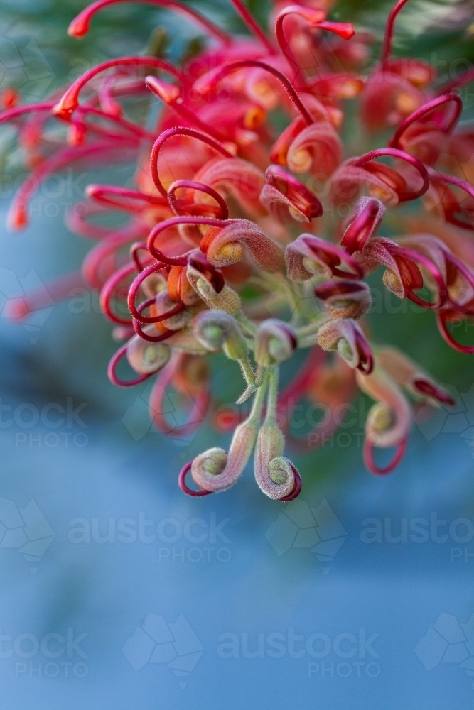 Image of native Australian grevillea Spider flower detail against blue ...