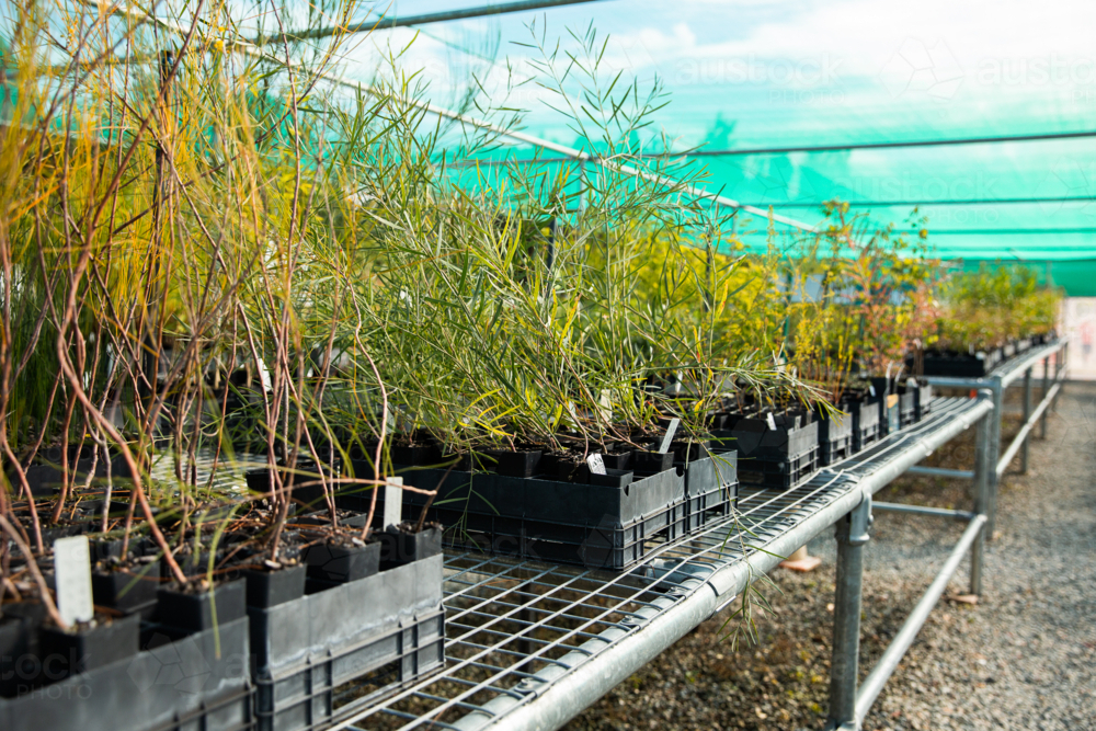 Image of native Australian plants for sale at a nursery - Austockphoto