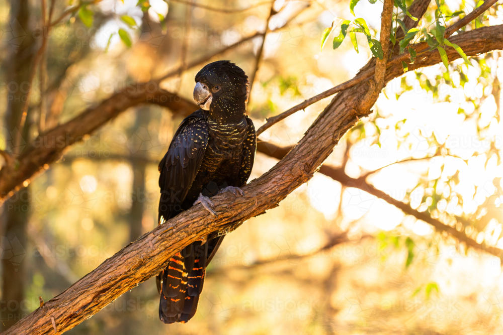 Image of native Australian red tailed black cockatoo bird perched on ...