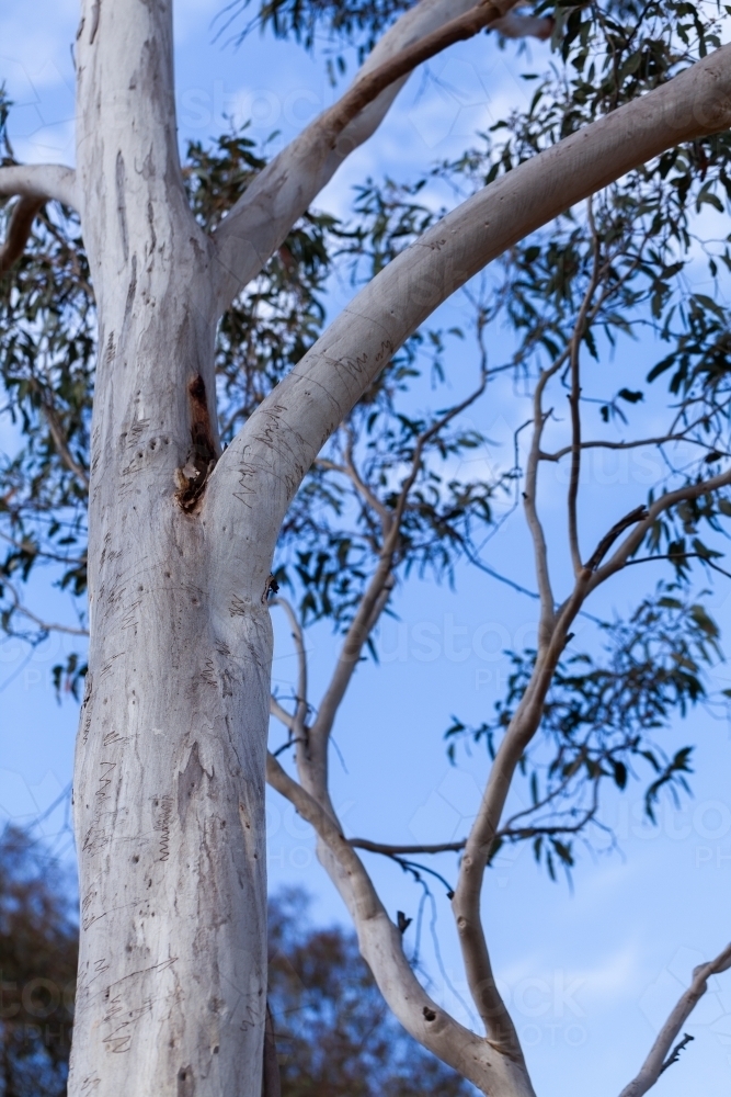 Image of Native Australian scribbly gum tree branches against blue sky ...