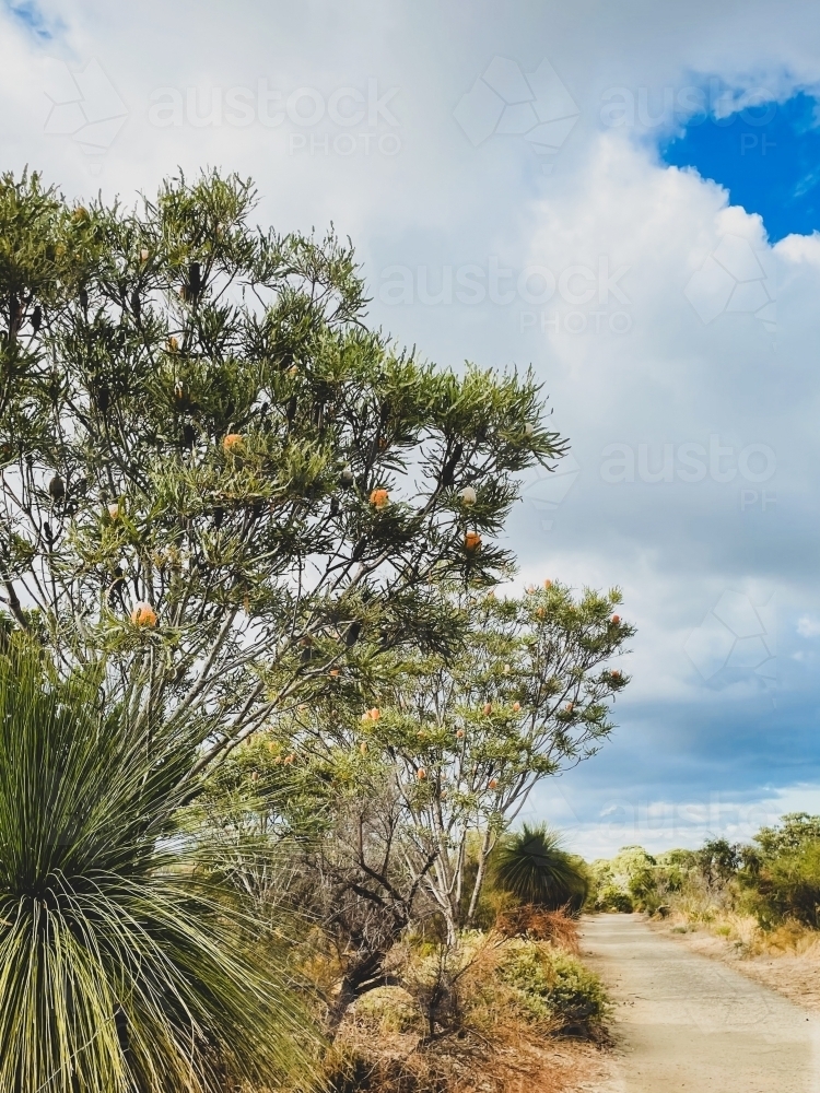 Image of Native bush land in foreground with Limestone walking trail in ...