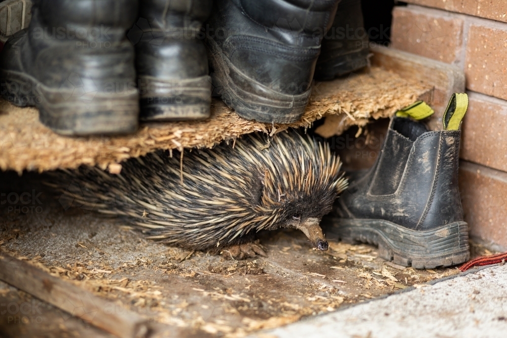 Image of Native echidna animal out and about during mating season ...