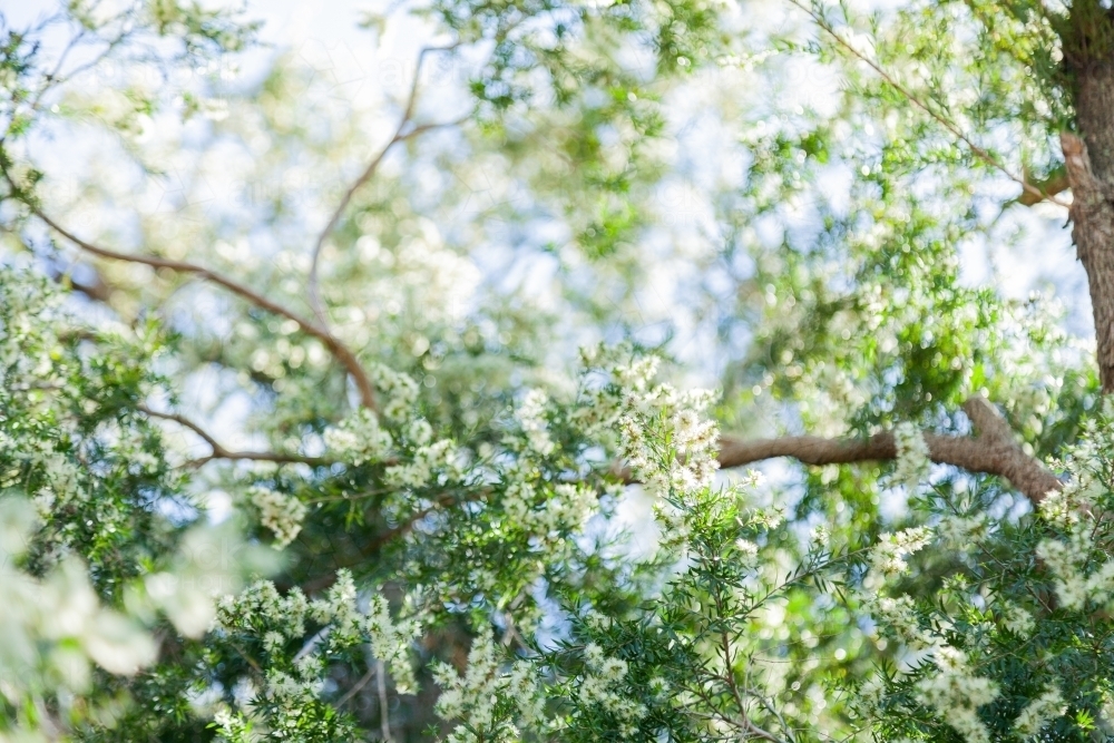Image of Native flowers on bush in sunlight - Austockphoto