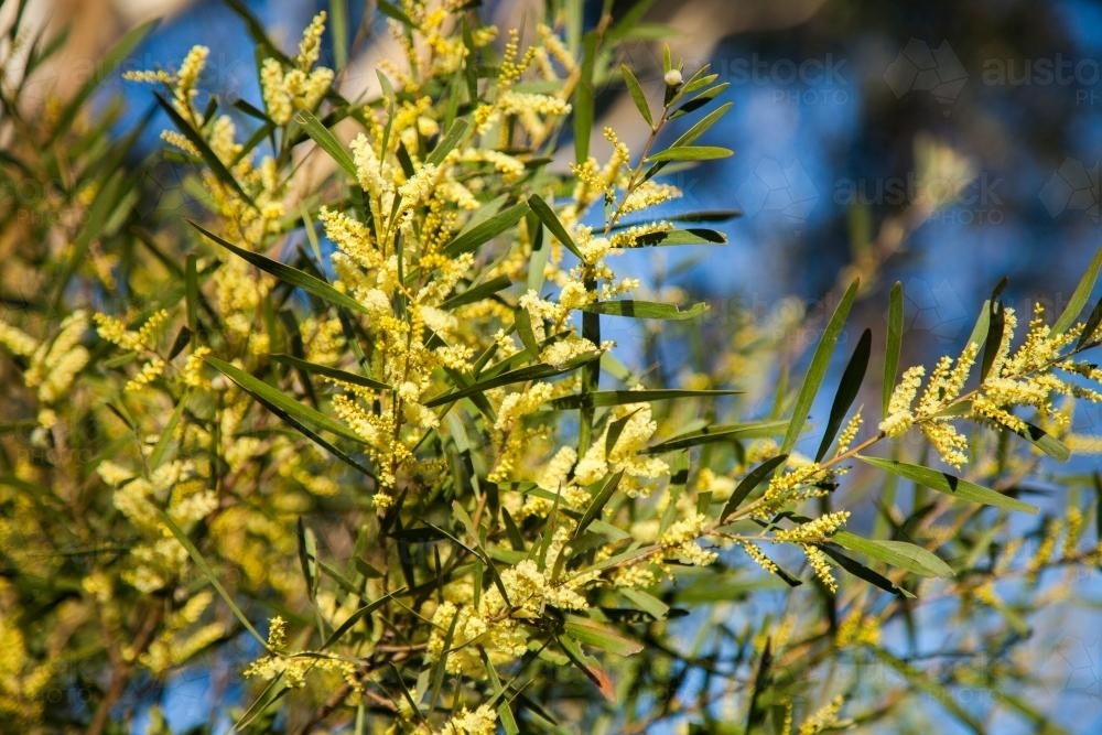 Image of Native golden wattle blossoms on a bush - Austockphoto