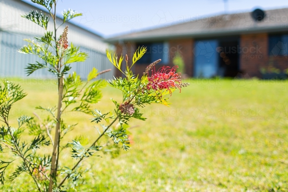 Image of Native grevillea tree in suburban backyard - Austockphoto