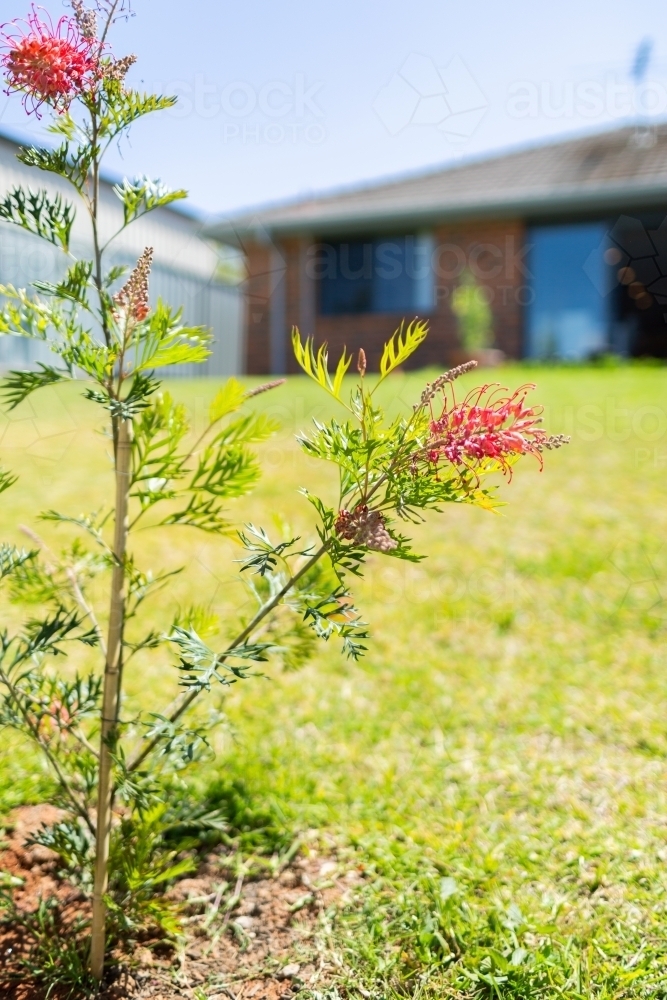 Image of Native grevillea tree in suburban backyard - Austockphoto