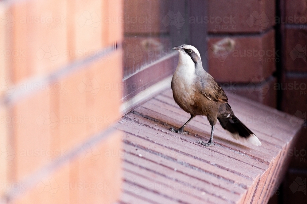 Image of Native grey-crowned babbler birds on windowsill of house ...
