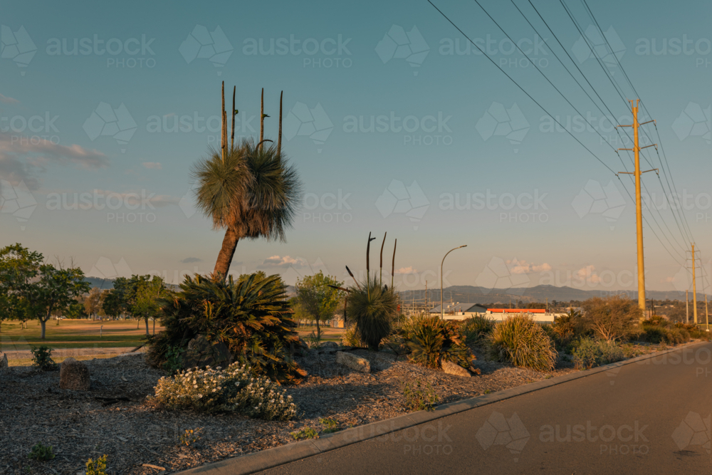 Image of Native plants growing in median strip along quiet street in ...