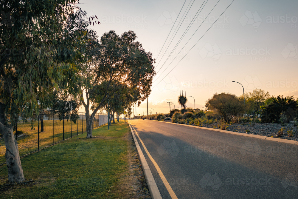 Image of Native plants growing in median strip along quiet street in ...