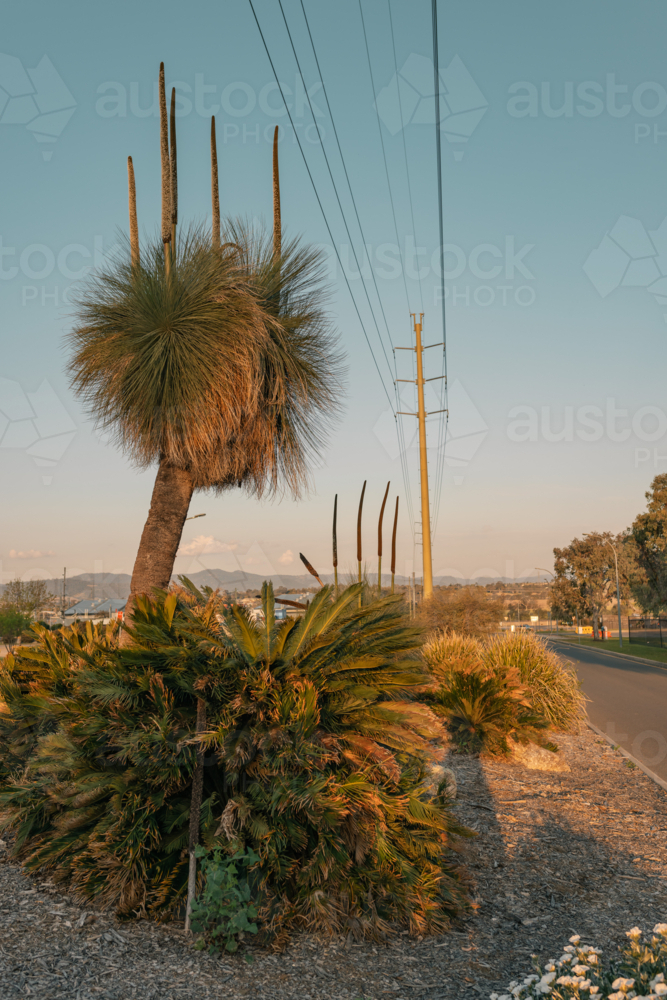 Image of Native plants growing in median strip along quiet street in ...