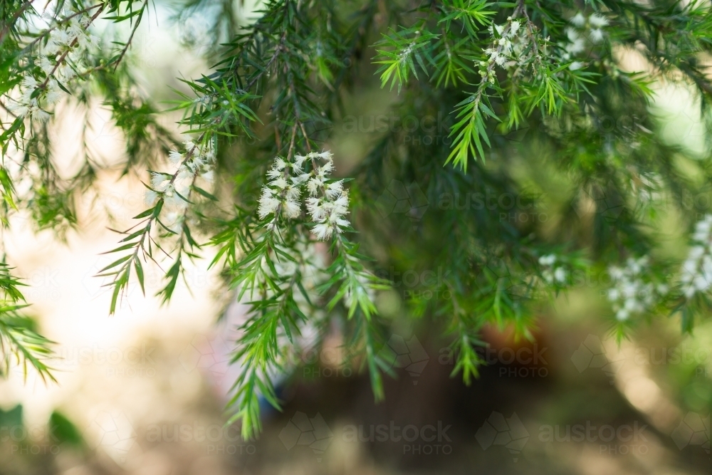 Image of native tree leaves with copy space - Austockphoto