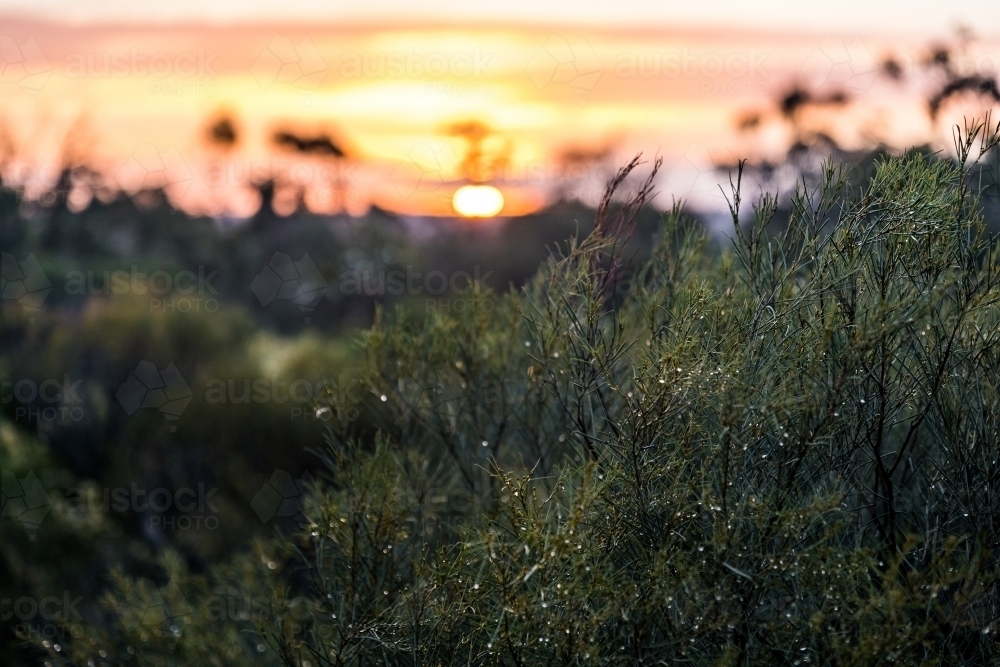 Image of Native trees and leaves at sunrise - Austockphoto