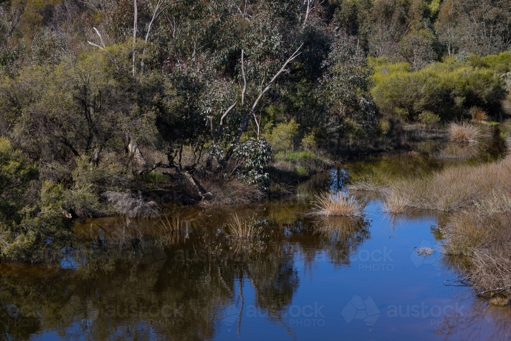 Image of native vegetation reflected in water of Williams river ...