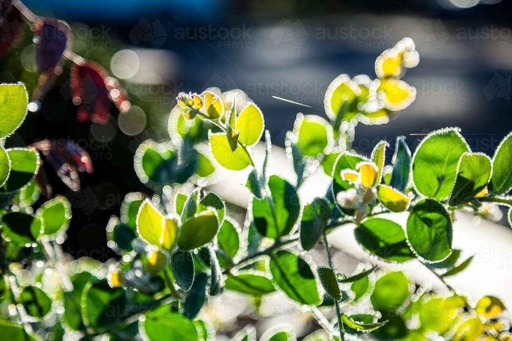Image of Native wattle tree leaves spangled with dew - Austockphoto