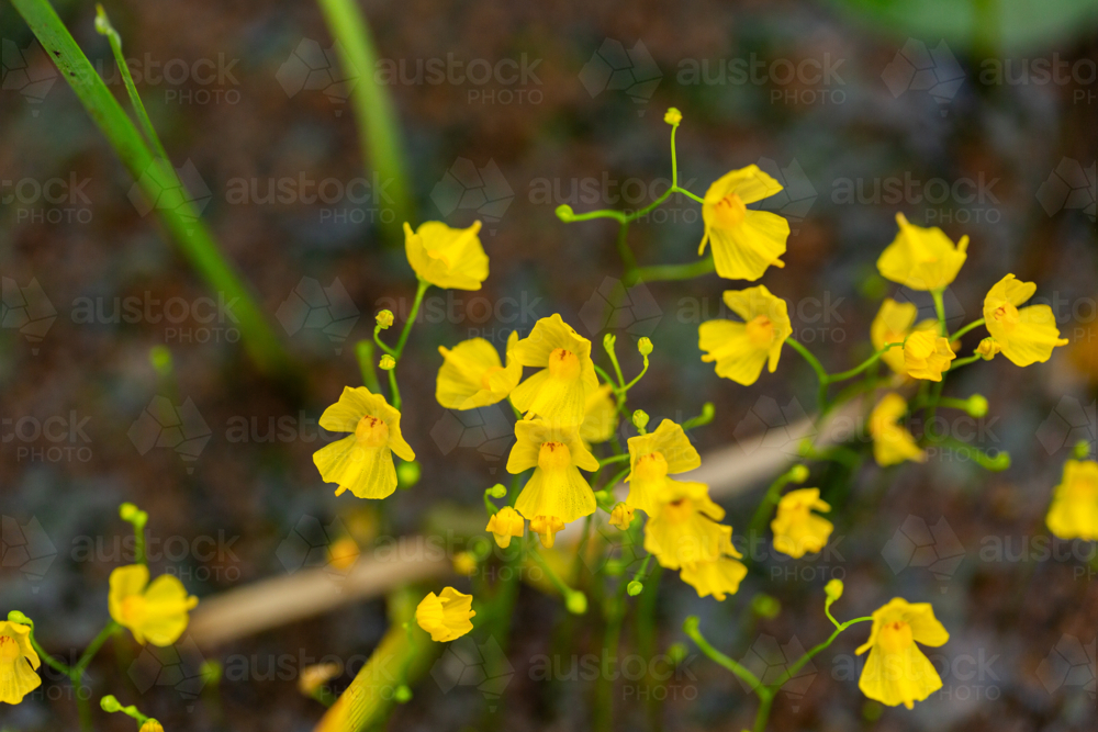 Image of Native yellow bladderwort flowers growing in pond water at ...
