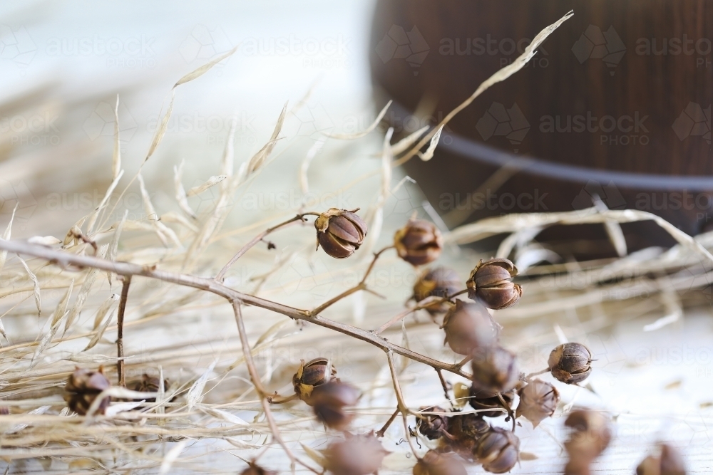 Image of Natural dried seed pods and grasses on white background ...