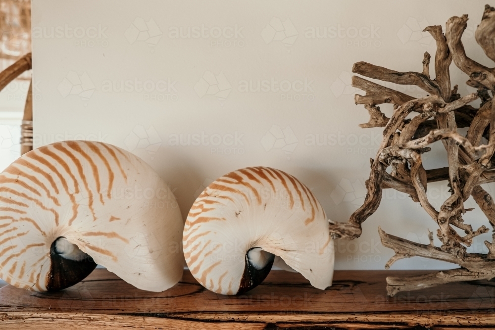 Image of Nautilus shells and twigs on a shelf. - Austockphoto