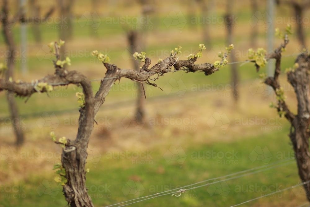 Image of New growth on grape vines - Austockphoto