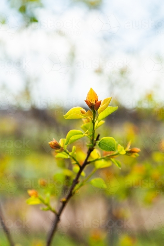 Image of New leaves budding on deciduous tree in spring - Austockphoto