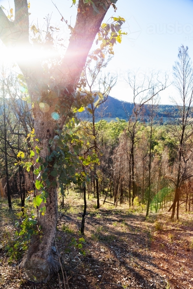 Image of New leaves growing on a tree after a bushfire - Austockphoto