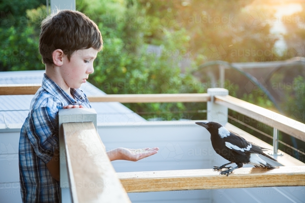 Image of Nine year old boy feeding a young magpie from the deck of a ...