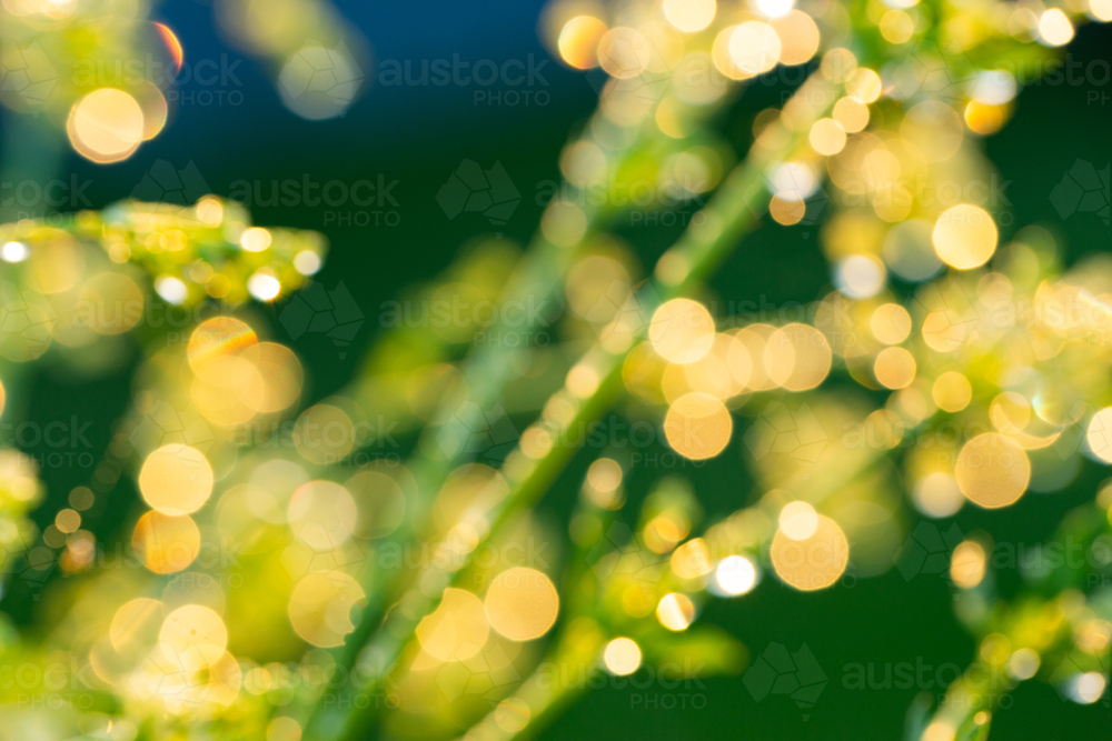 Image of No focus green and gold bokeh of dewy plants in golden ...