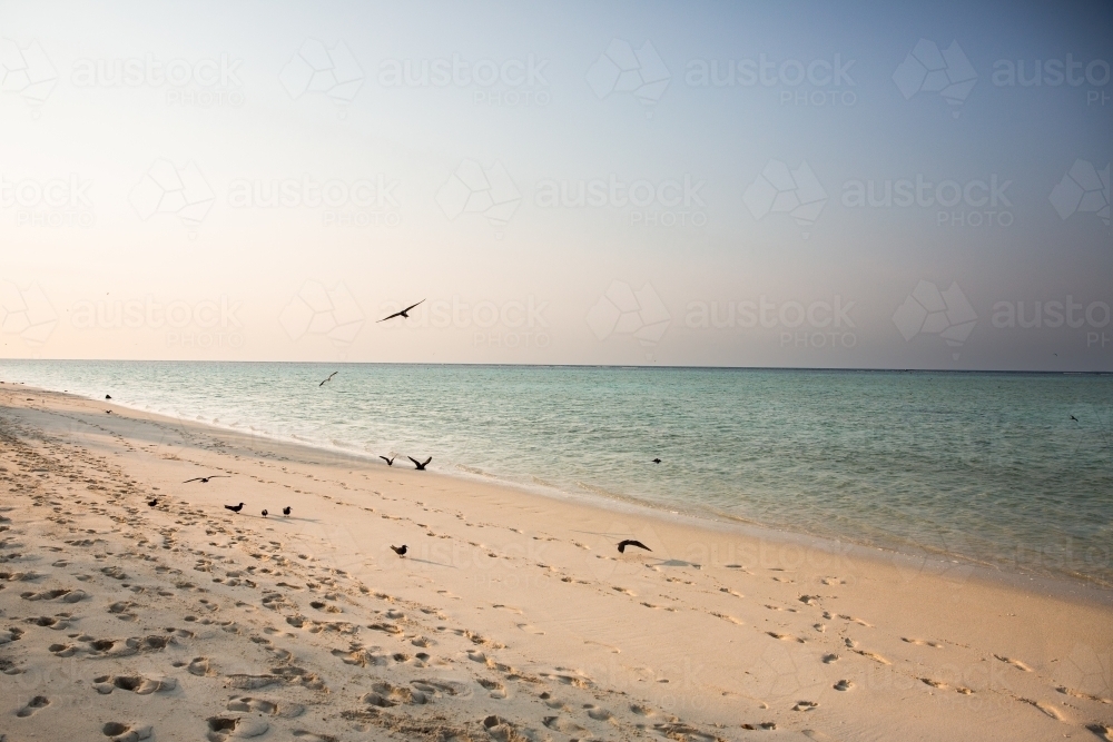 Image of Noddy birds landing on the beach on Heron Island - Austockphoto