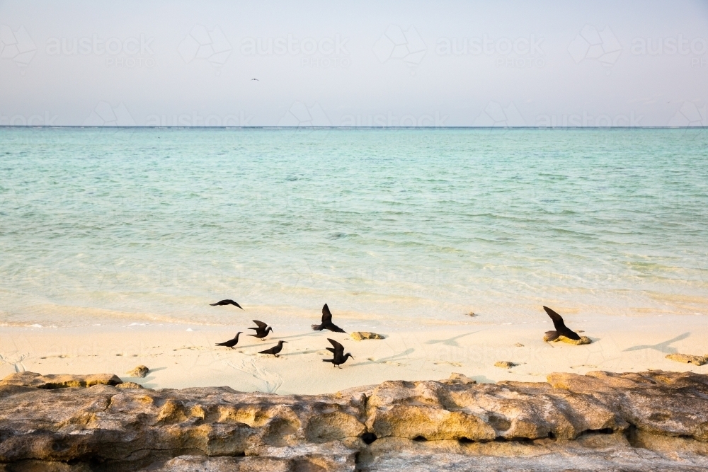 Image of Noddy terns on the beach at Heron Island - Austockphoto