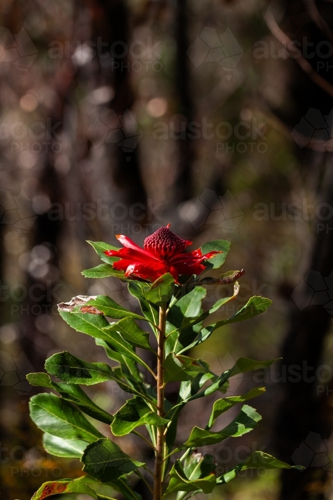 Image of NSW Waratah – Telopea speciosissima growing in bushland of ...
