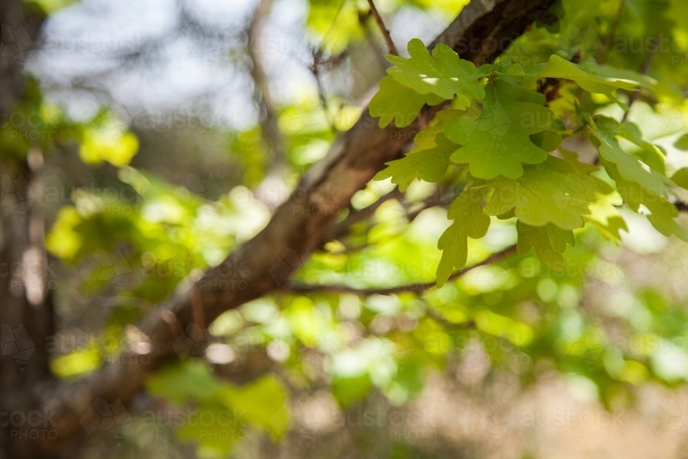 Image of Oak leaves and bokeh out of focus greenery - Austockphoto