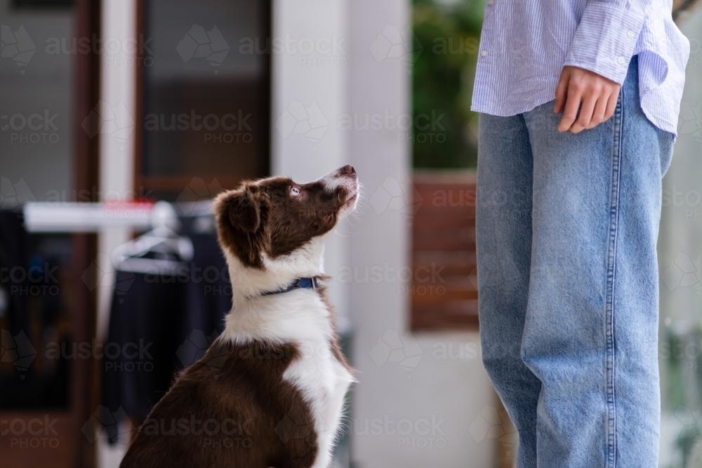 Image of obedient dog being trained - Austockphoto