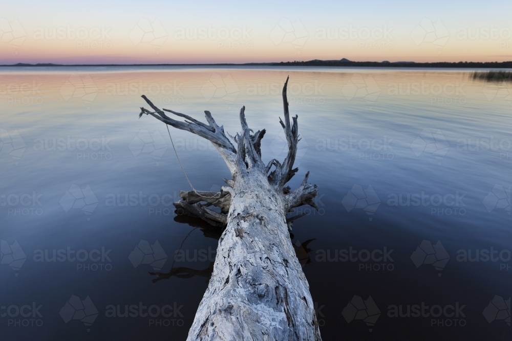 Image of Old fallen tree in lake at sunset - Austockphoto