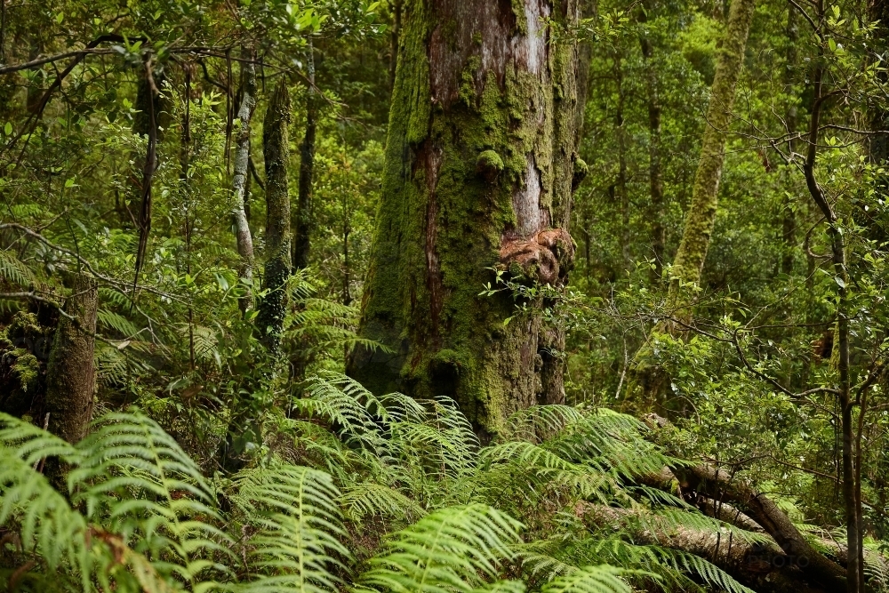 Image of Old growth tree trunk in rainforest - Austockphoto