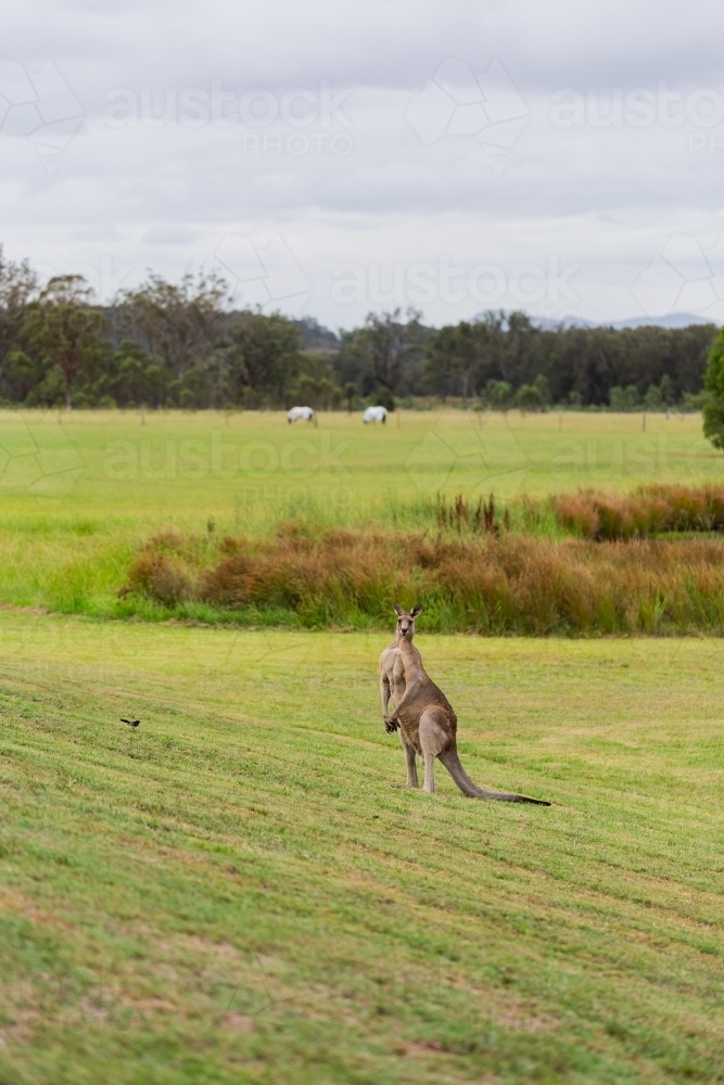 Image of Old man kangaroo standing on grassy slope in countryside ...