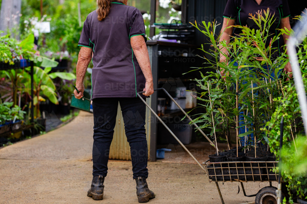 Image of Older woman pulling trolley of plants working at family owned ...