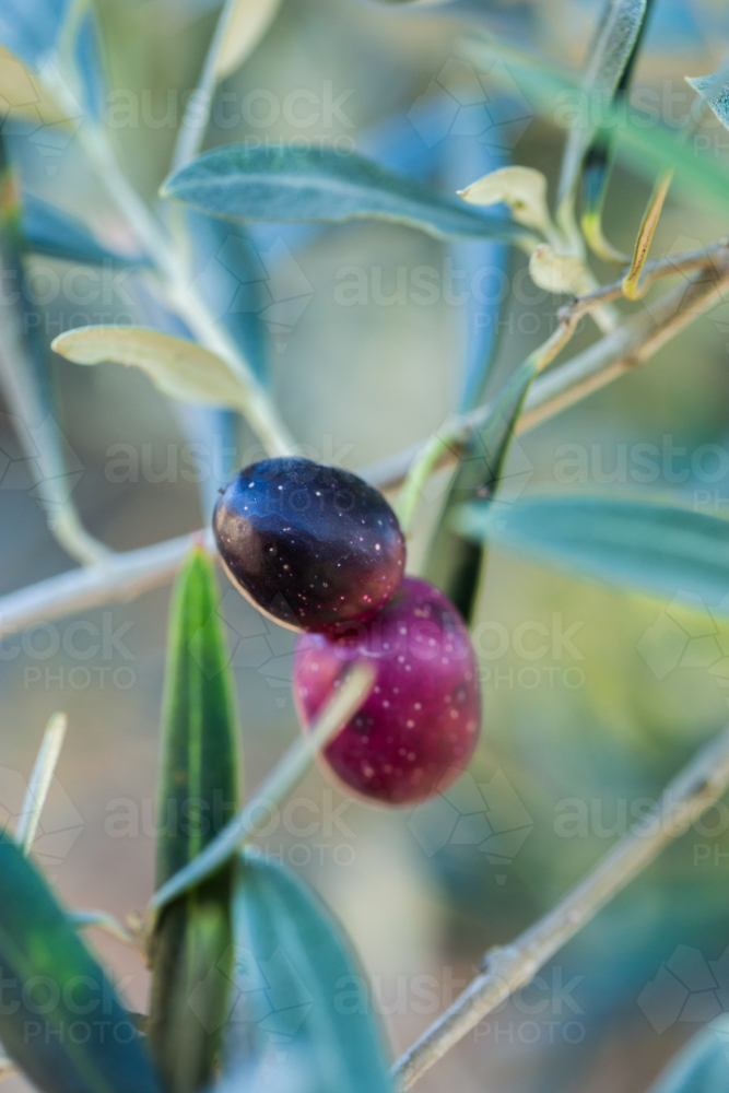 Image of Olive fruits growing on silvery green olive bush in garden ...