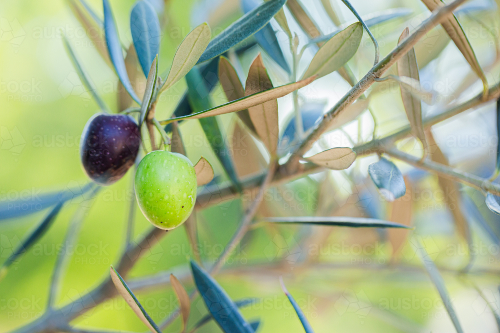Image of Olive fruits growing on silvery green olive bush in garden ...