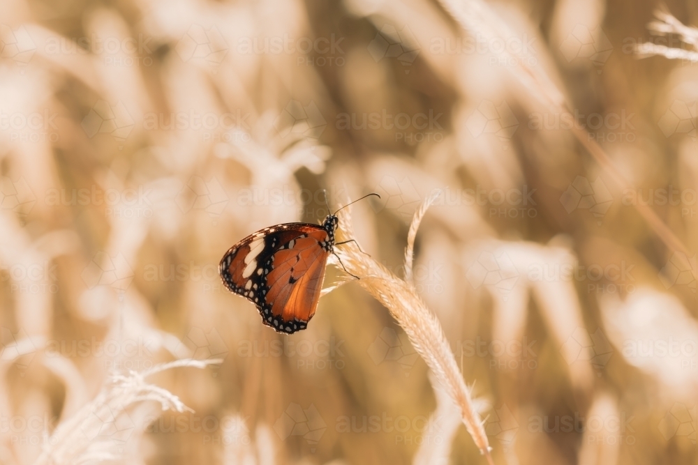 Image of One African Monarch butterfly resting on long grass with copy ...