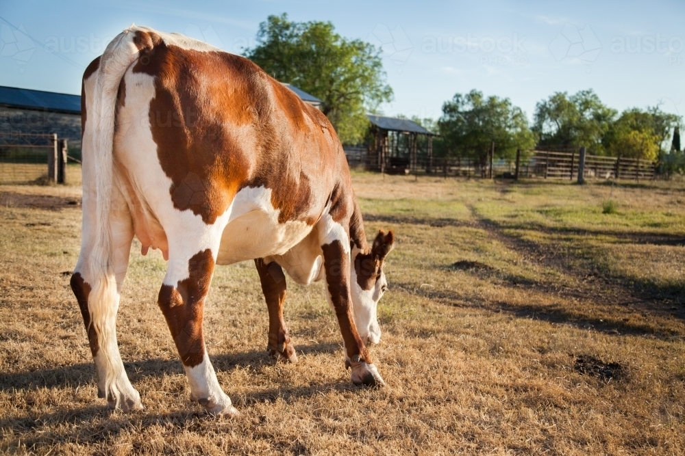 Image of One cow facing away in paddock on country farm - Austockphoto