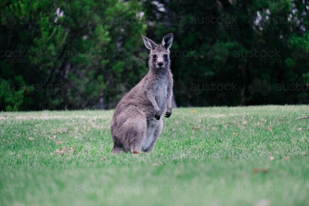 Image of One Kangaroo Looking at Camera - Austockphoto